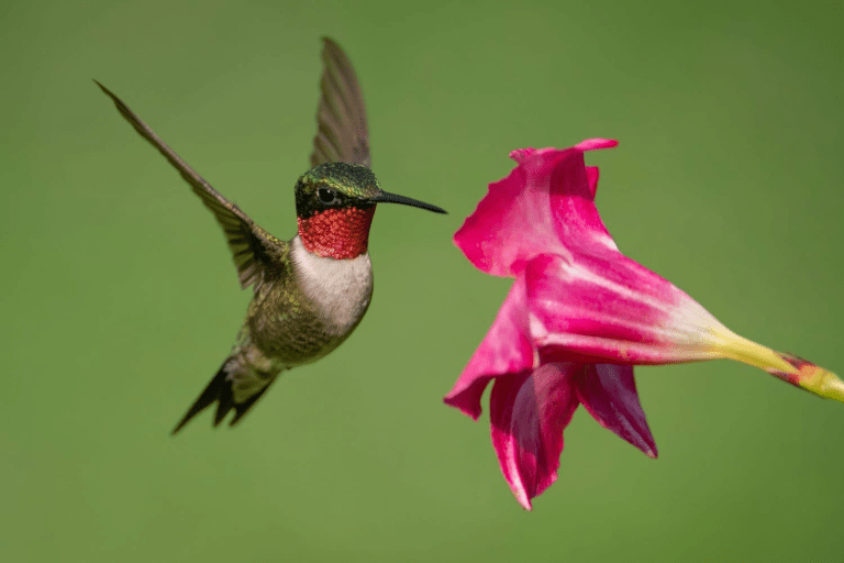 The Glory of the Hummingbird | June's Boy
